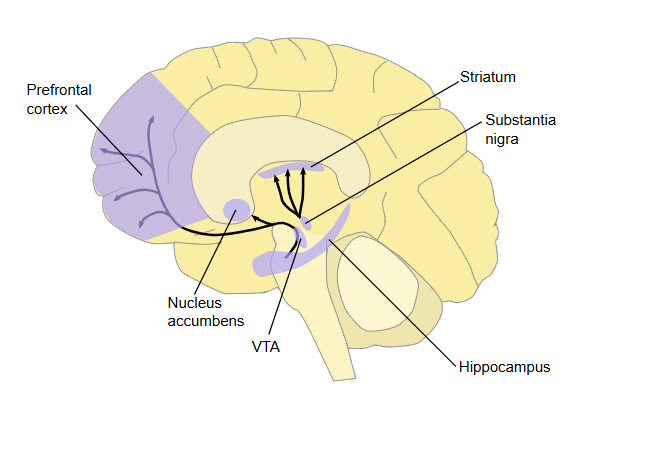 Understanding Dopamine Pathways In Behavioral Health